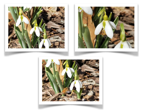What to do Now with Spring on its Way | Plainfield, NJ News TAPinto
