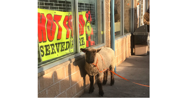 Baaaaaad Sheep: Animal Control Wrangles Six Runaway Sheep in Paterson ...