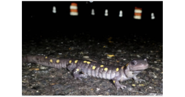 Annual Salamander Migration Closes Beekman Road Sunday Night, March 16 ...