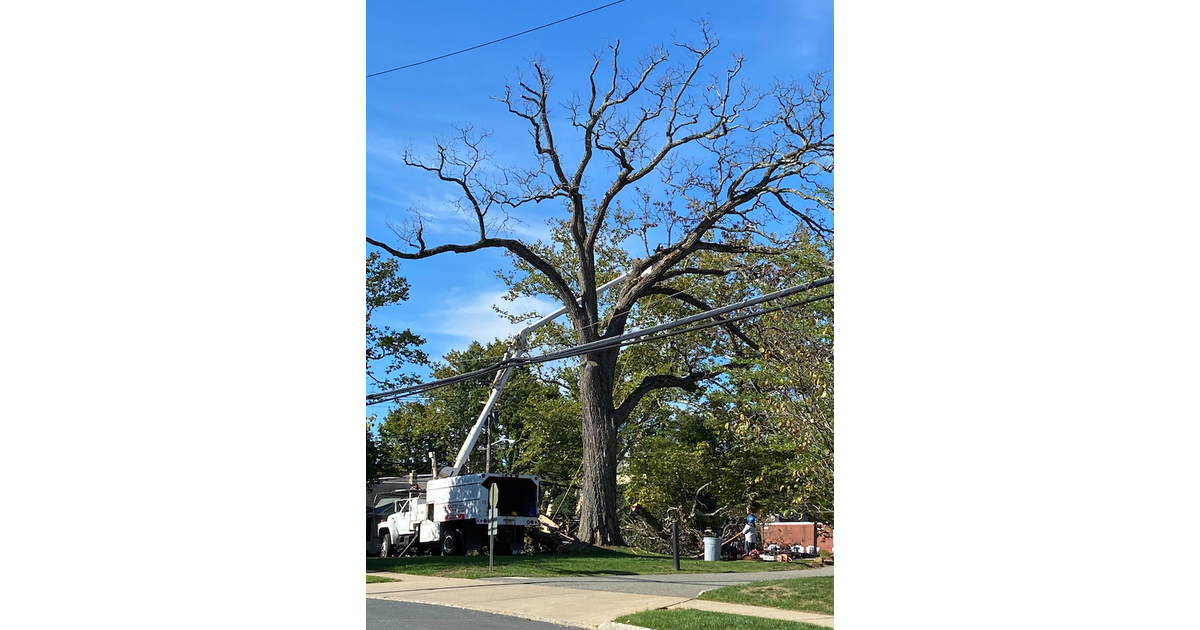 Dead Oak Tree in Front of Ogden Memorial Presbyterian Church on Main ...