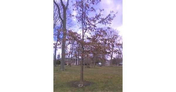 Warren County Shade Tree Commission Seeks Two Members | Phillipsburg ...