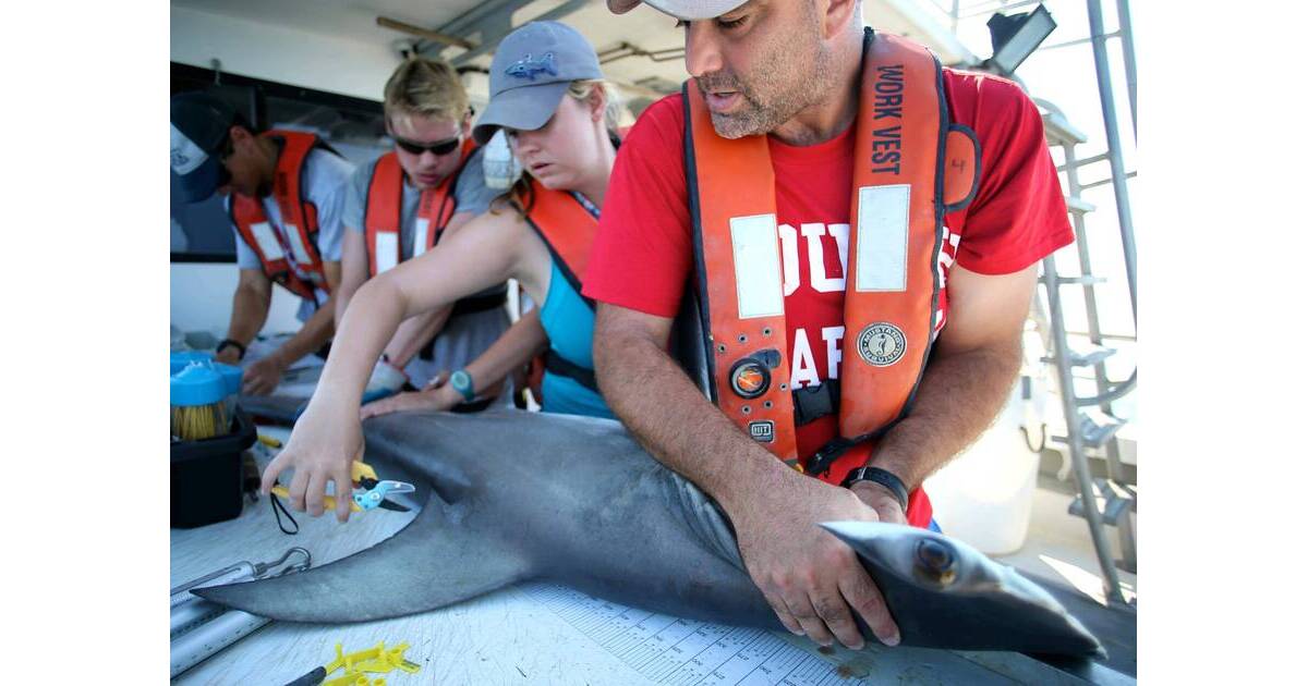 Bernards Township Library To Host Presentation On Sharks | Basking ...