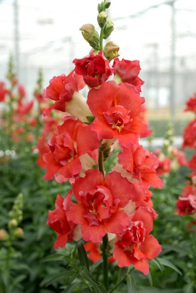 Red Snapdragon Flowers