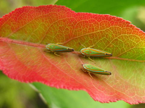 Rutgers Inventory Finds 1.600 Species of Animals, Plants, Insects on ...