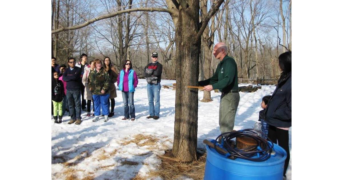 How Sweet it Is! Somerset County Naturalists Demonstrate Maple Syruping ...