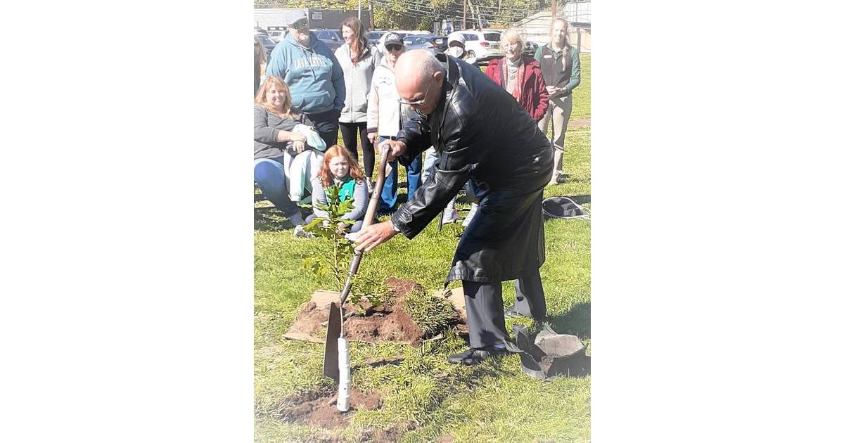 Seedling from Historic Salem Oak Tree Puts Down Roots in Somerville ...