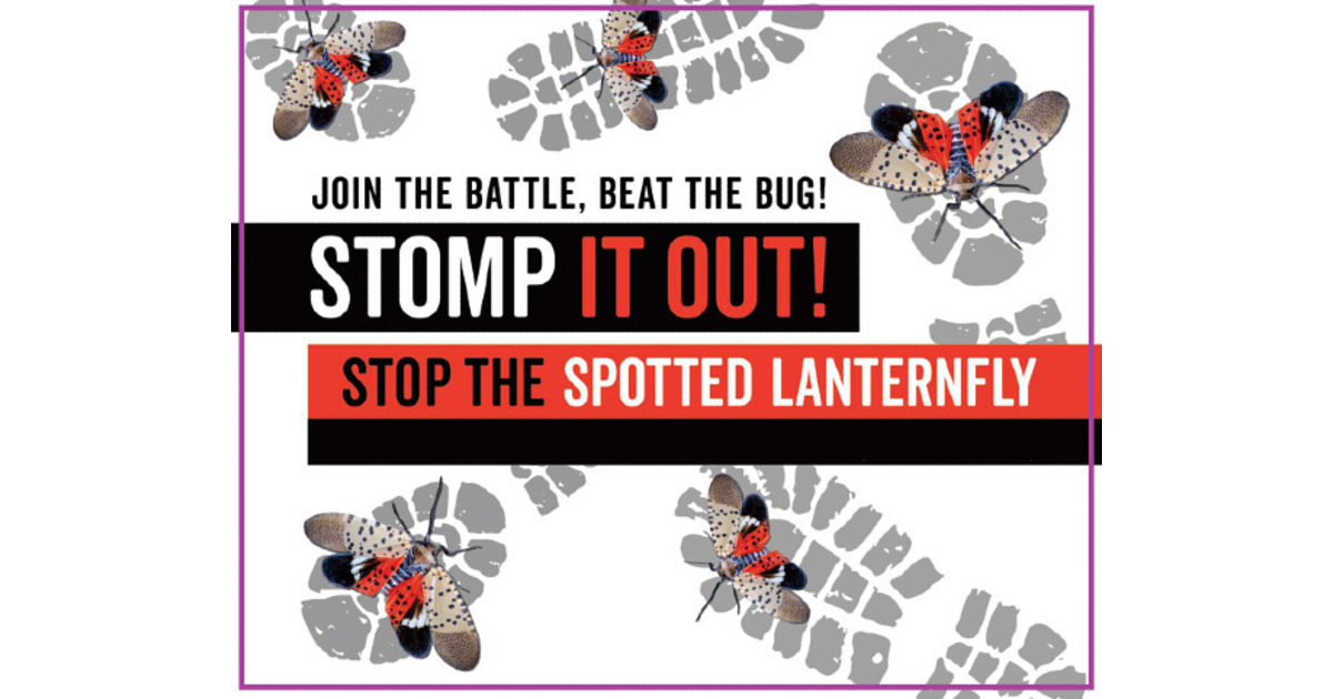 Scotch Plains-Fanwood Residents Urged to Stomp Spotted Lanternflies ...