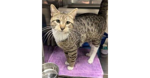Super Friendly Kitty Looking for a Home | Montville, NJ News TAPinto ...