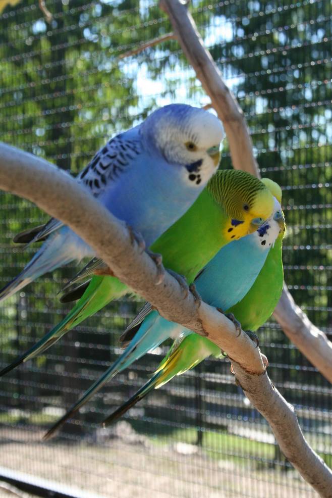 Australian Grass Parakeets Invite You to Visit Them at Turtle Back Zoo ...
