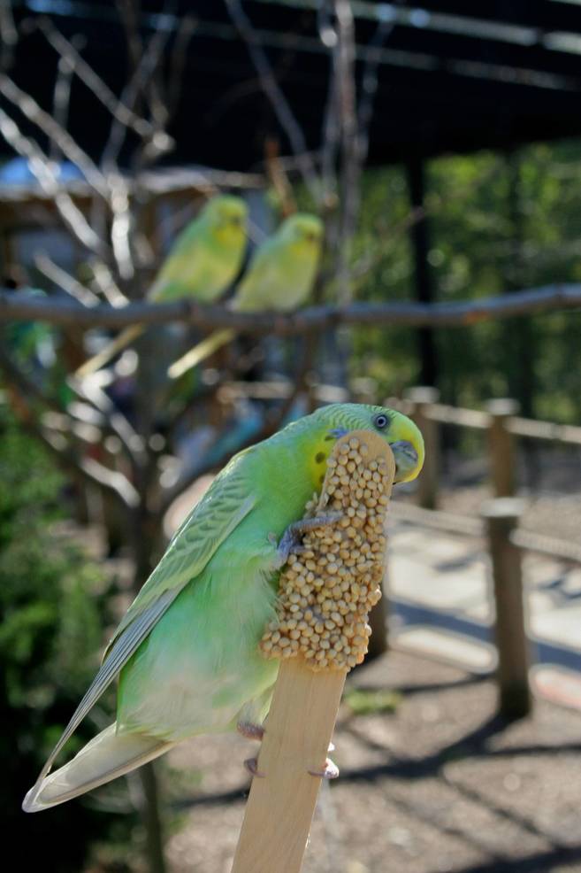 Australian Grass Parakeets Invite You to Visit Them at Turtle Back Zoo ...