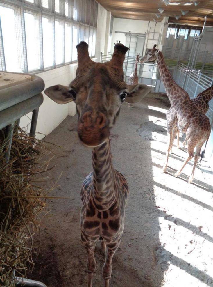Giraffe Encounters Return to Turtle Back Zoo Weekends in March | TAPinto