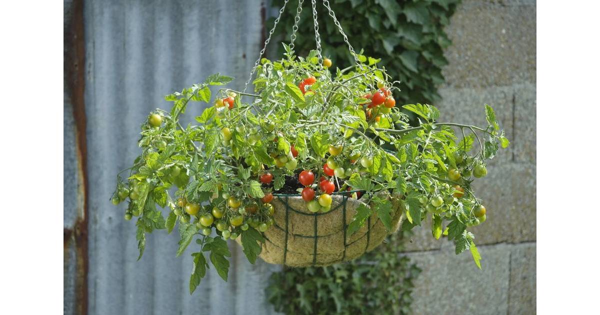 Tips for Selecting the Best Tomatoes for Your Garden | South Plainfield ...