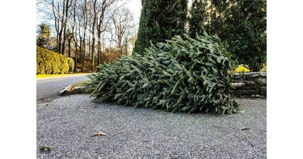 Curbside Christmas Tree Collection Begins December 26 | Summit, NJ News ...