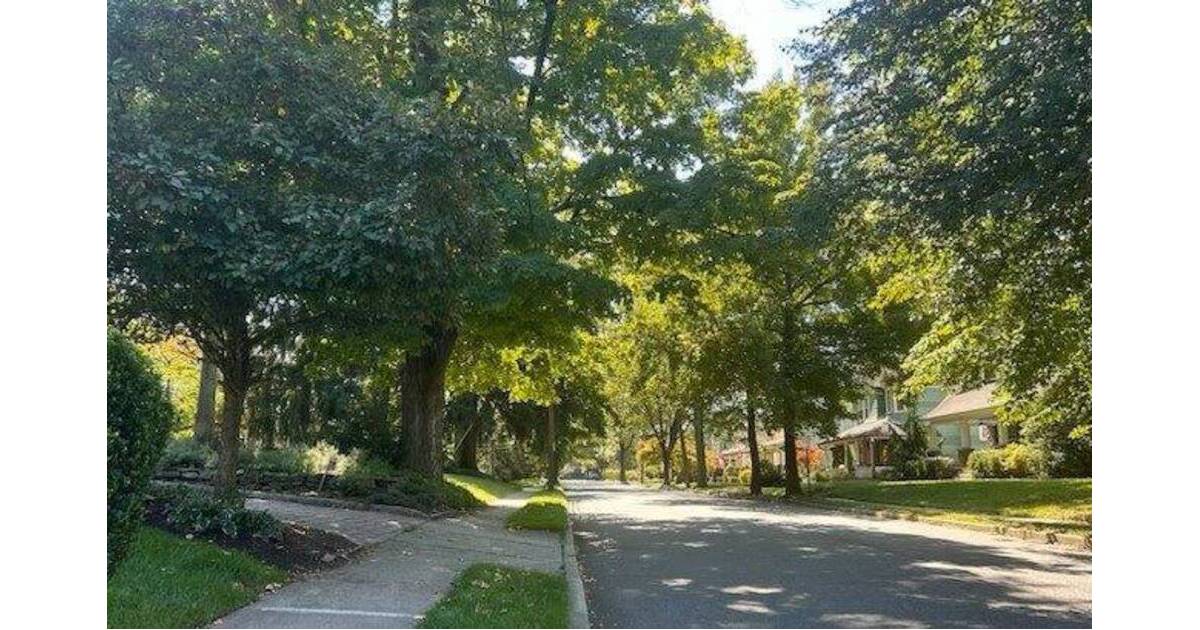Rebuilding Ridgewood's Tree Canopy | Ridgewood, NJ News TAPinto | TAPinto