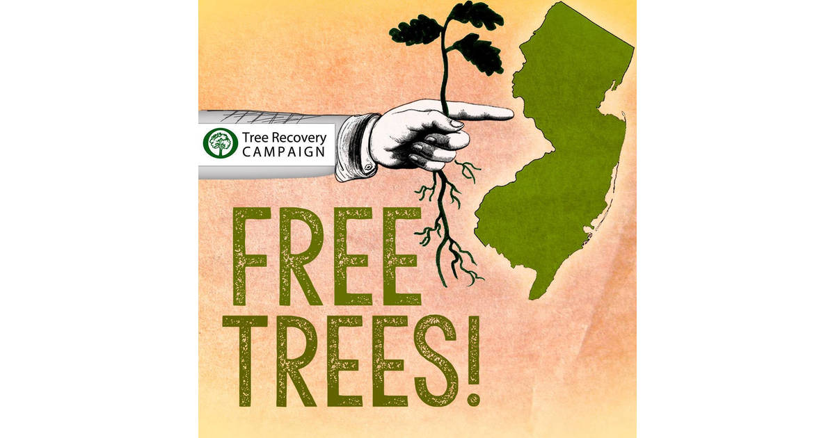 Free Tree Saplings | Berkeley Heights, NJ News TAPinto | TAPinto