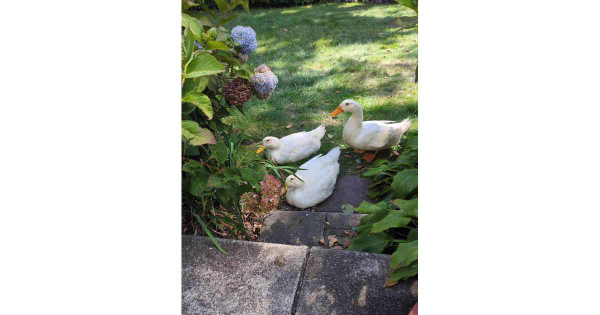 Three Domesticated Ducks Turn Up in Nutley Backyard — Now in Need of a ...