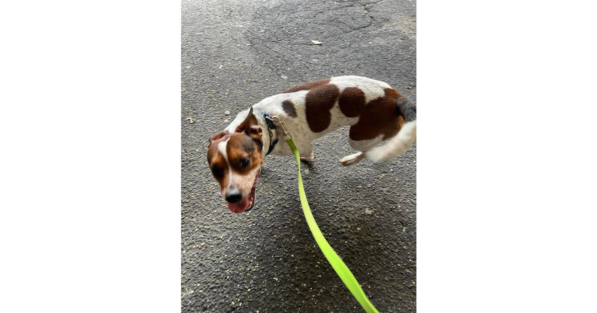 Lost Dog: Neptune Township | Neptune/Neptune City, NJ News TAPinto ...