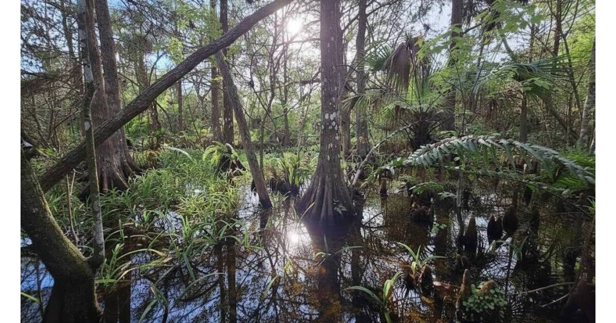 Free Things Around Pompano Beach: “Swamp Jungle” Boardwalk Hike at Fern ...
