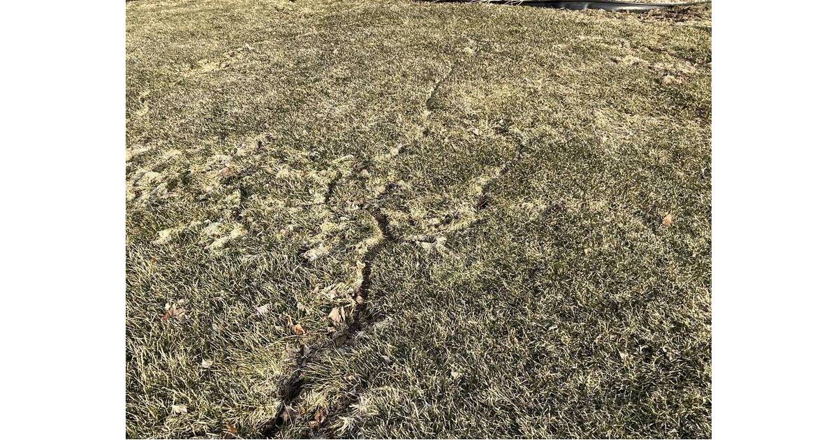 Tips for Preventing Vole Damage in Your Landscape | South Plainfield ...