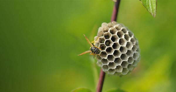 How to Prevent Wasps | Springfield, NJ News TAPinto