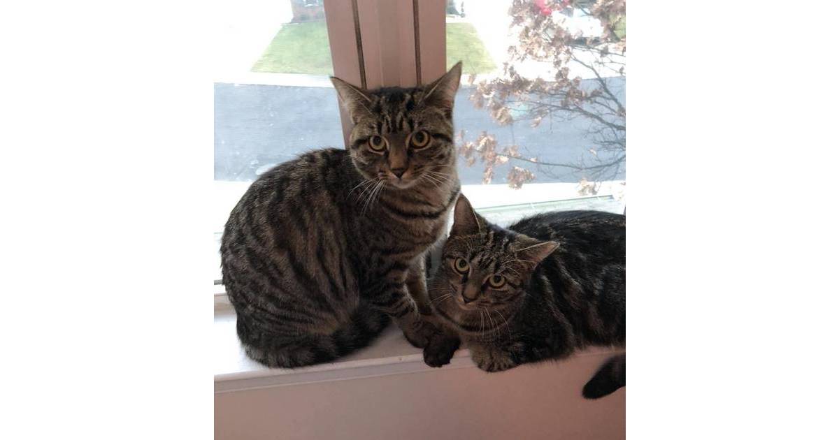 Bordentown City Cats' Kitties of the Week, Valentine's Day Edition ...