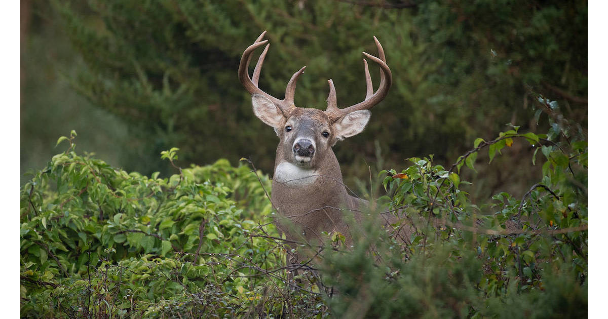 Oh Deer! Drivers Beware: Love is in the Air | Woodbridge/Carteret, NJ ...