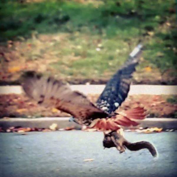 Red Tailed Hawk Hunting on Wickford Road | TAPinto
