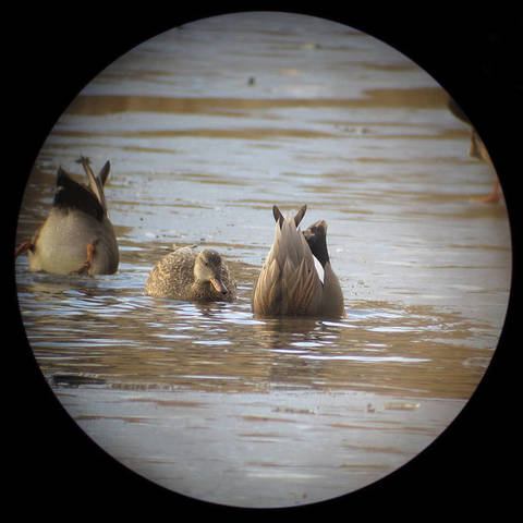 Walk like a Duck at Roebling Park | TAPinto
