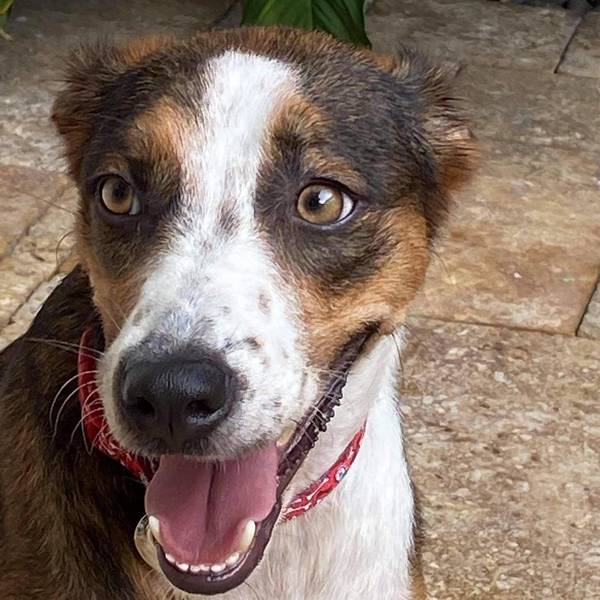 Meet Espresso: Wonder Paws Pet of the Week | Parkland, FL News TAPinto