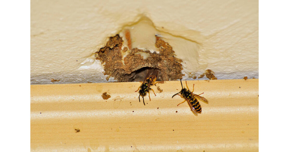 Are Yellow Jackets Nesting In Your Walls This Fall? | Warren, NJ News ...