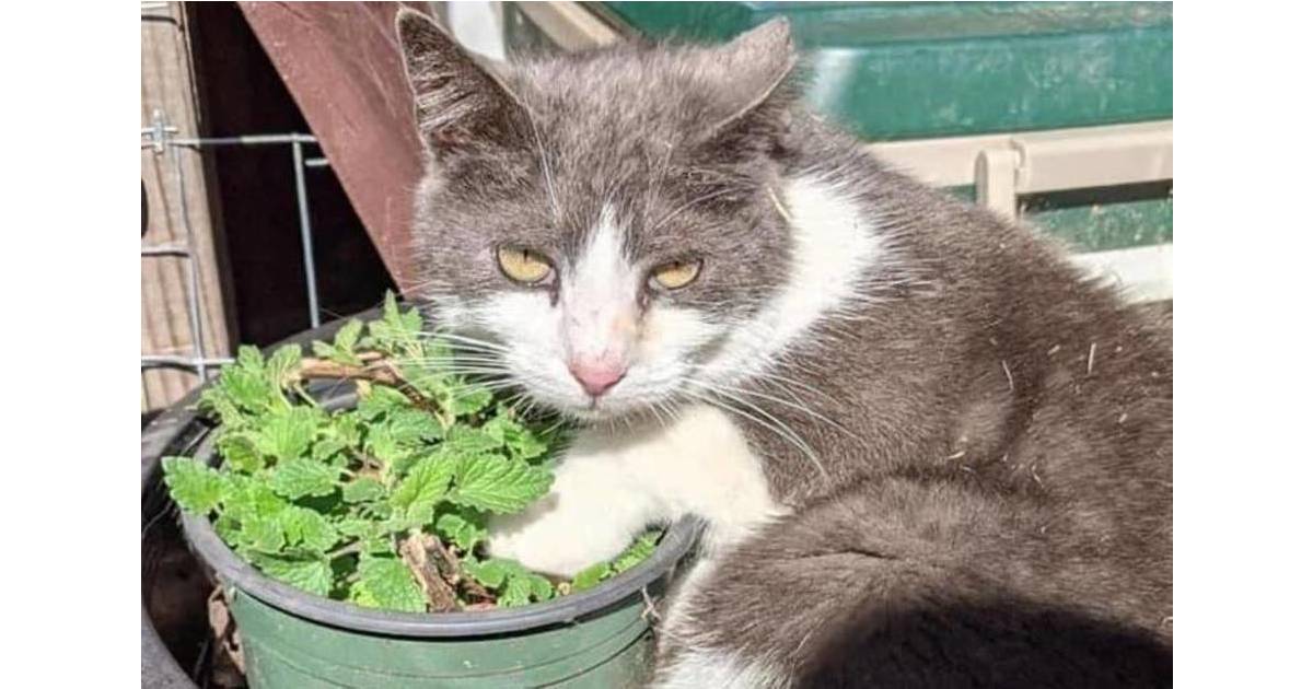 Lilies Are Lovely, But, They Are Lethal For Cats | Nutley, NJ News TAPinto