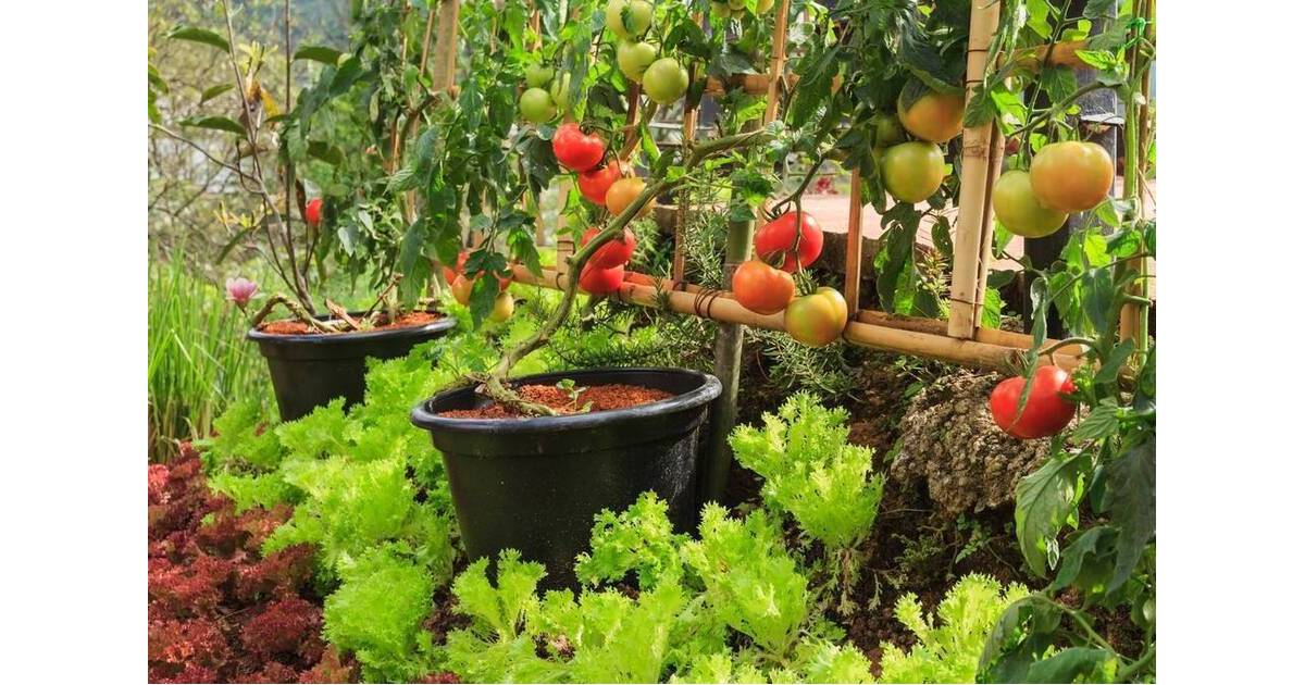 Spotswood Public Library Serving Garden to Table Dishes | Milltown ...