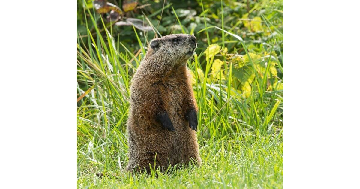 It's Groundhog Day! Will it Be An Early Spring or Six More Weeks of ...