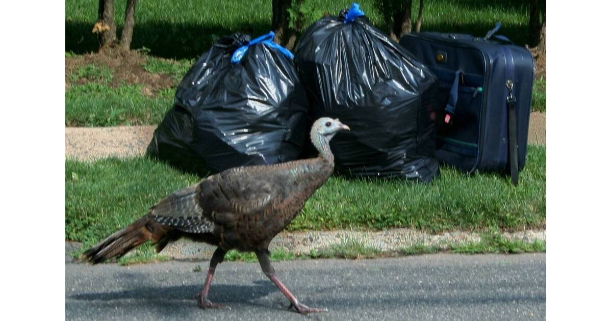 Dumpster Diving: Fact vs. Rumor About Nutley's New Trash Collection ...