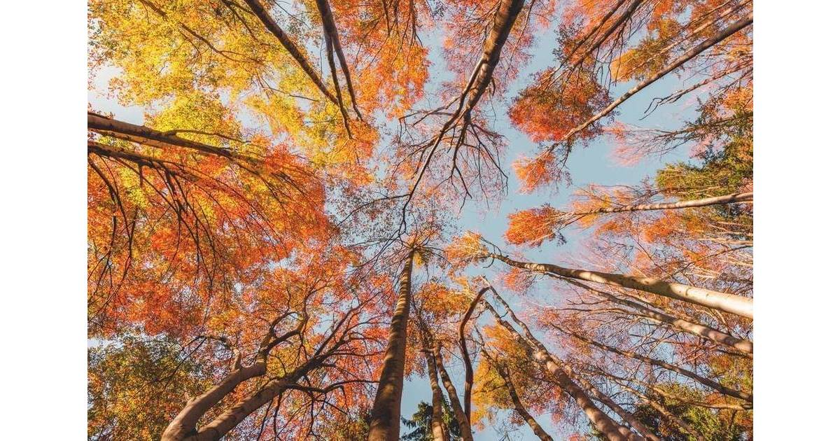 Certified Arborist Paul Mickiewicz to Discuss 'Keeping Our Trees ...