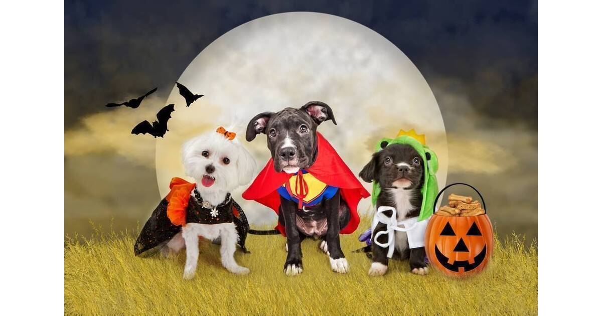 Friends of the Spotswood Public Library to Host Halloween Show with ...