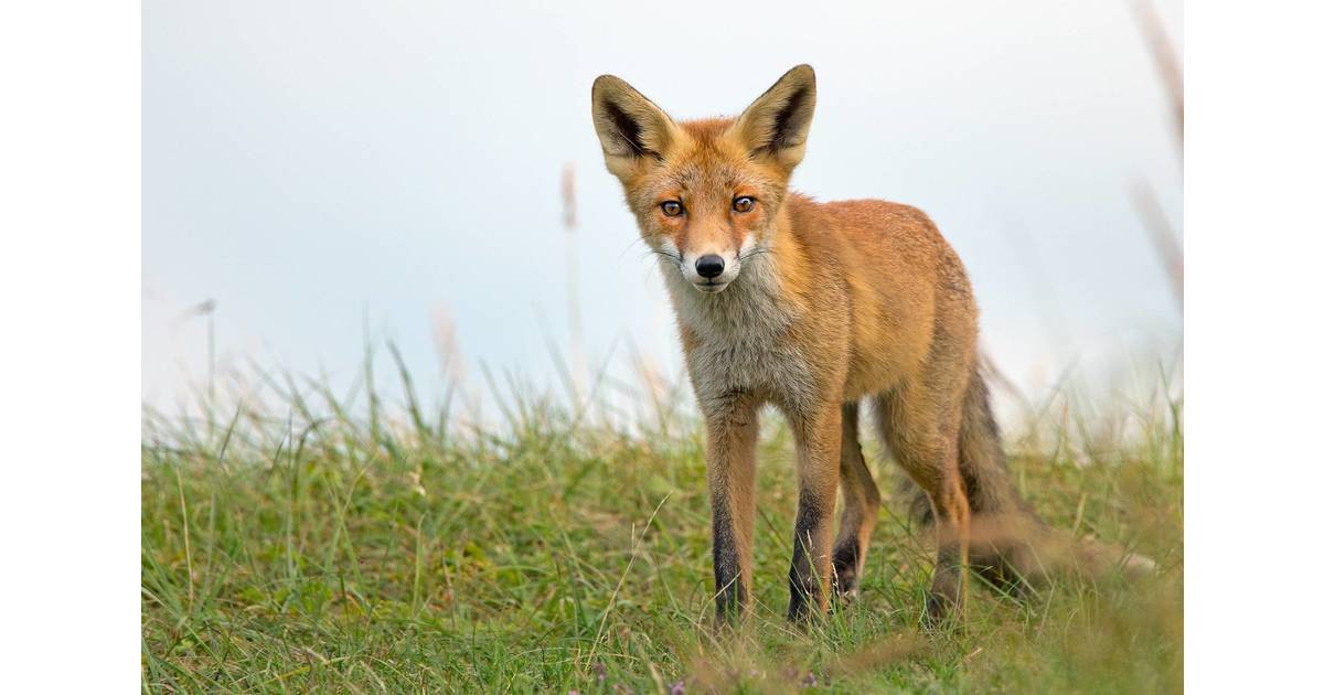 'Dispatched' Fox Tests Positive for Rabies | Summit, NJ News TAPinto