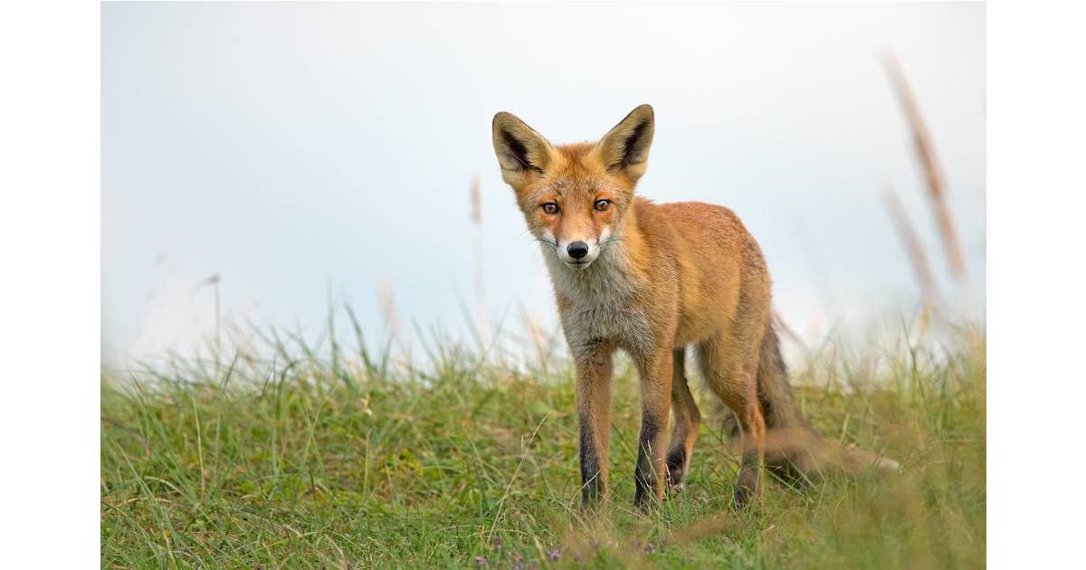 Westfield Police Say to Beware of Injured, ‘Defensive’ Fox Wednesday ...