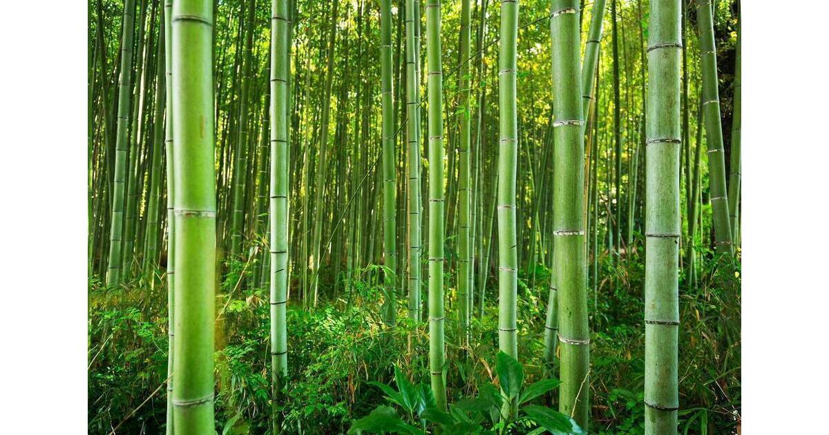 Edison Council Adopts Ordinance Banning Bamboo on Private Property ...