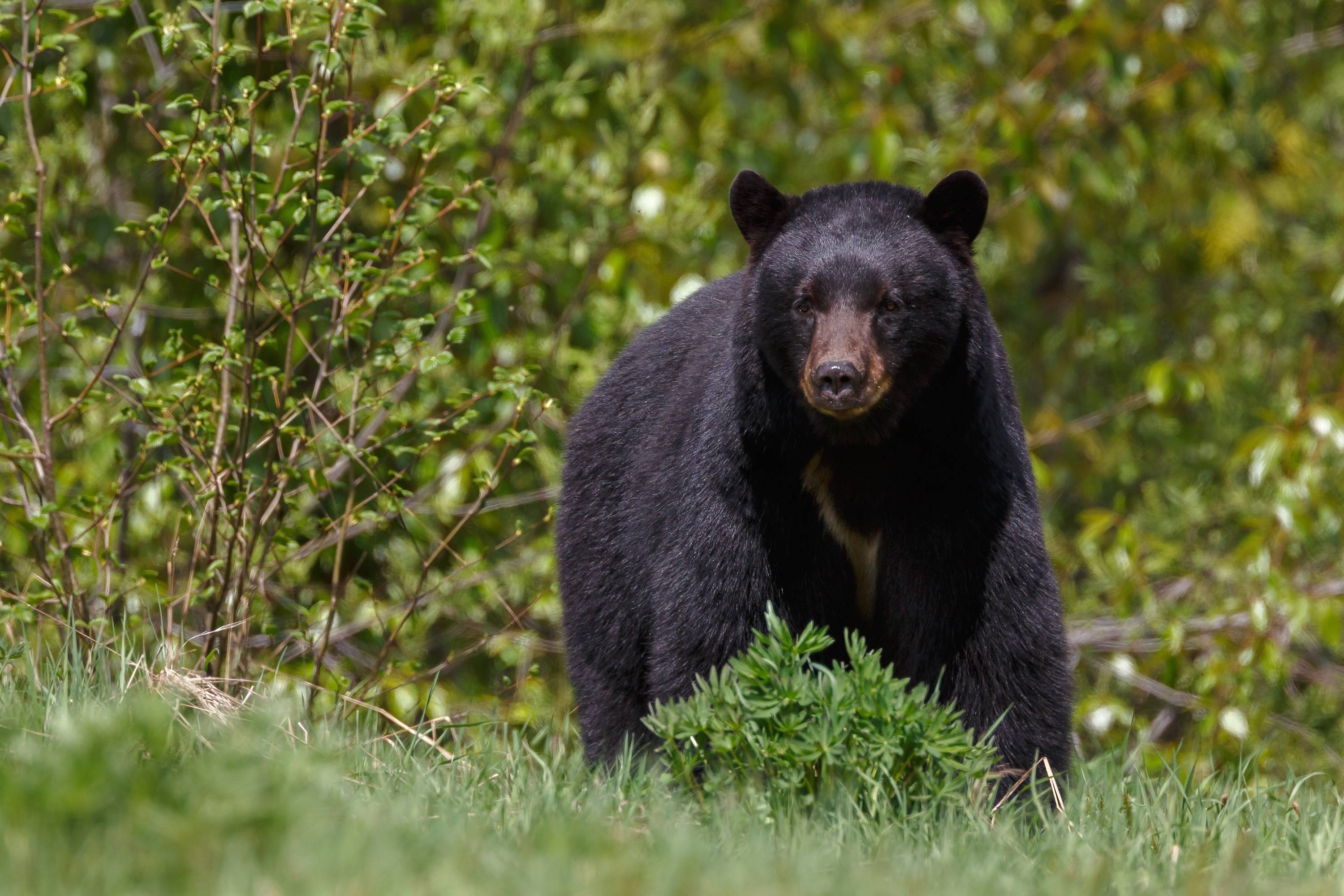 Small Black Bear Sighted Walking Around Hawthorne | TAPinto