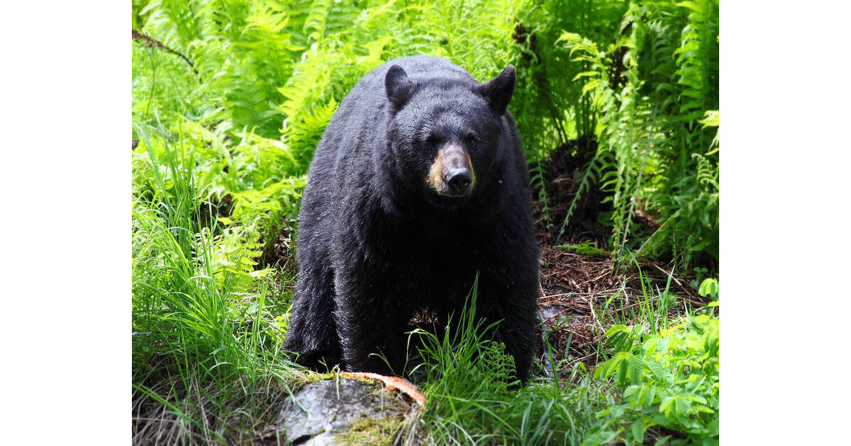Second Bear Spotted in Doylestown Area in Less than A Week | Doylestown ...