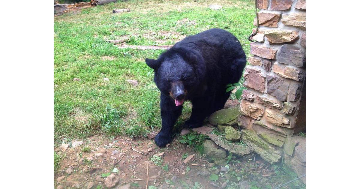 Bear spotted wandering through New Providence today | New Providence ...