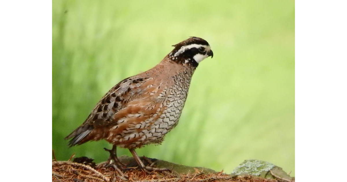 How Rutgers Alumni are Bringing Quail Back to New Jersey | SOMA, NJ ...