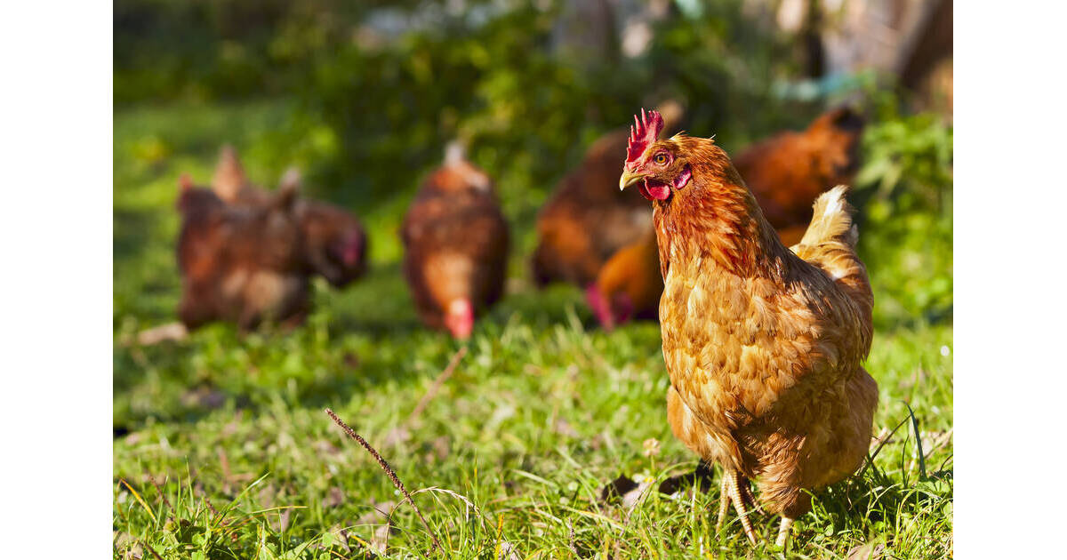 Franklin Township Approves Backyard Chicken Ordinance, Flocks to Be ...