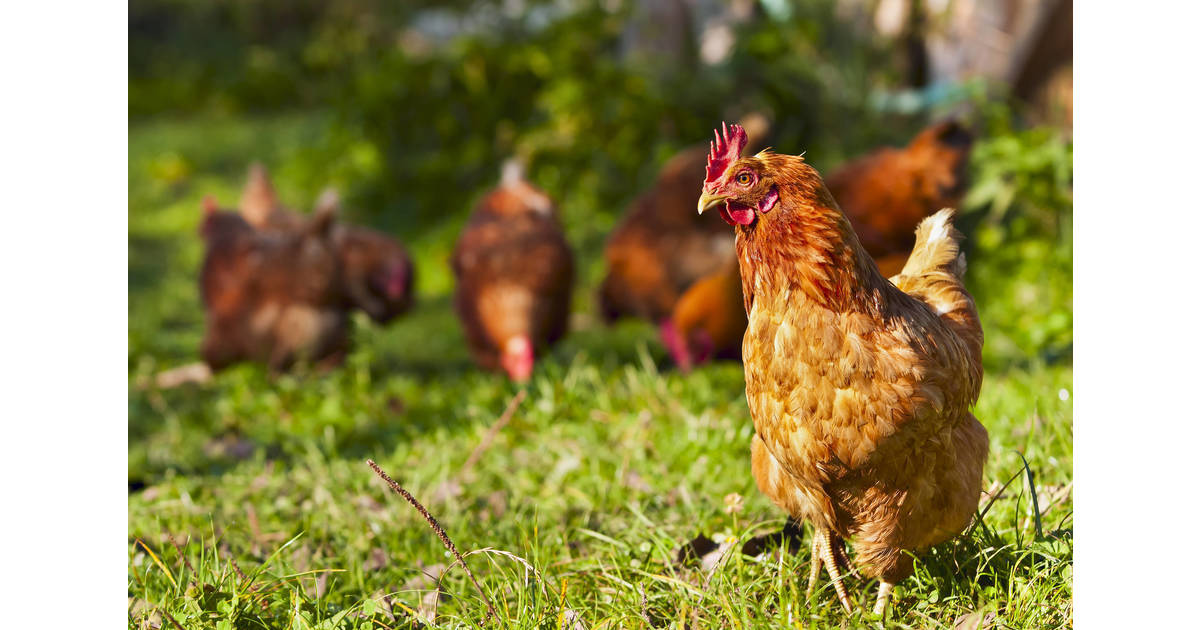 Chicken Debate Over in Coconut Creek: City Approves Not Allowing ...
