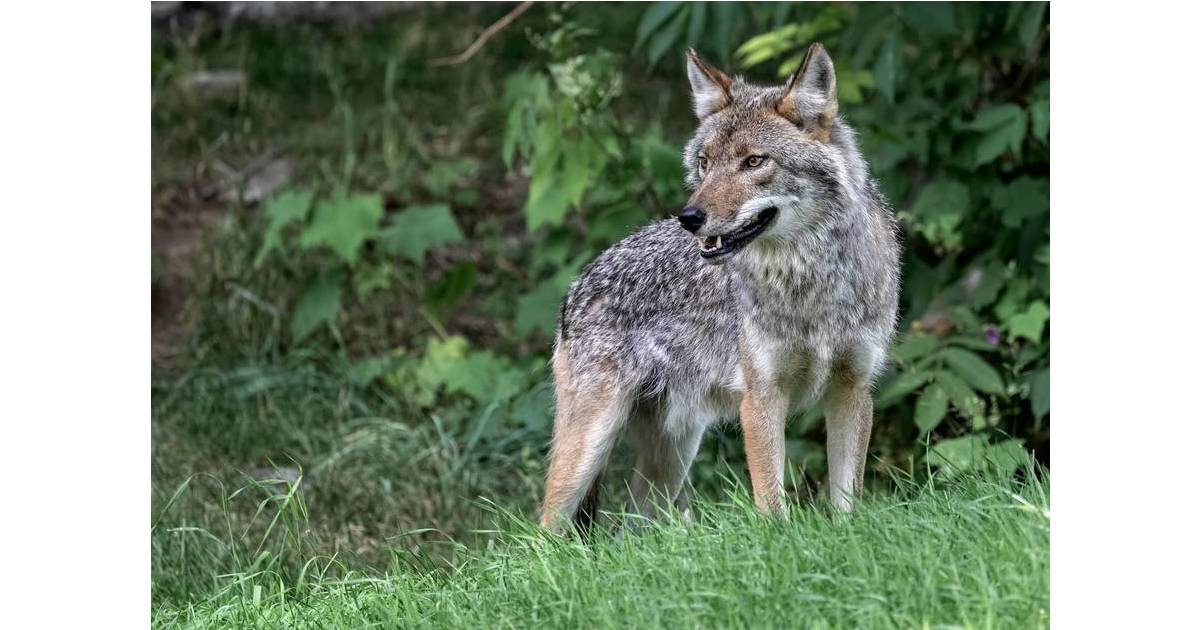 Fundraiser for Dog Who Lost Eye During South Mt. Reservation Coyote ...