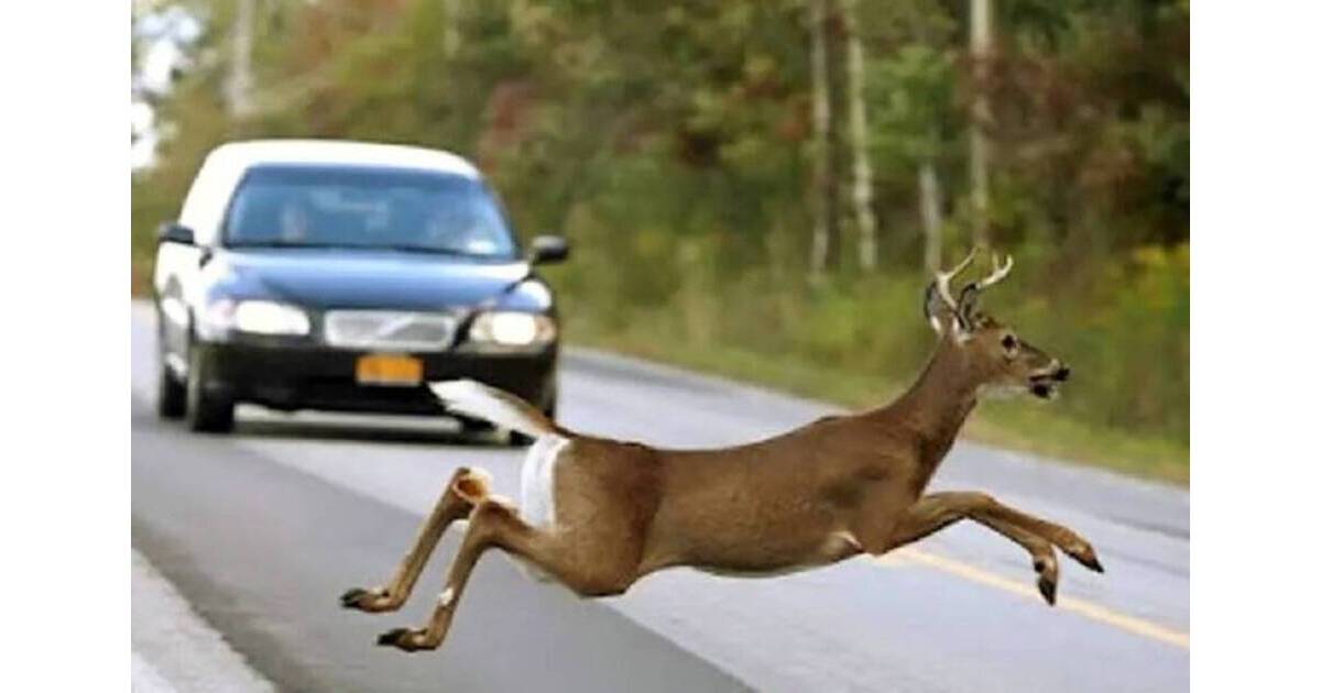 Oh Deer! It’s Mating Season — Drivers Beware | South Plainfield, NJ ...