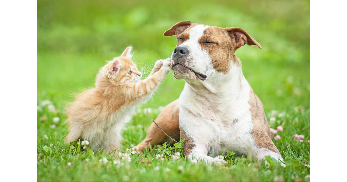 Pet Appreciation Days Return to Tractor Supply | Phillipsburg, NJ News ...