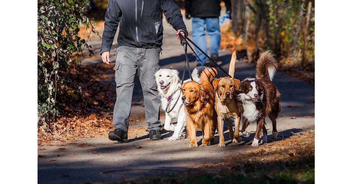 How You Can Use Amazon Prime Day for Support the Hamilton Animal ...