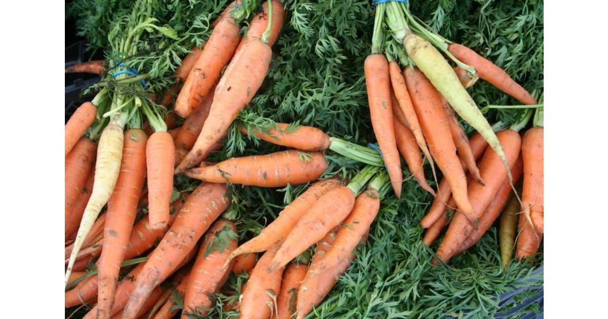 Food For Thought: Fact vs. Rumor About Carrots | Nutley, NJ News TAPinto